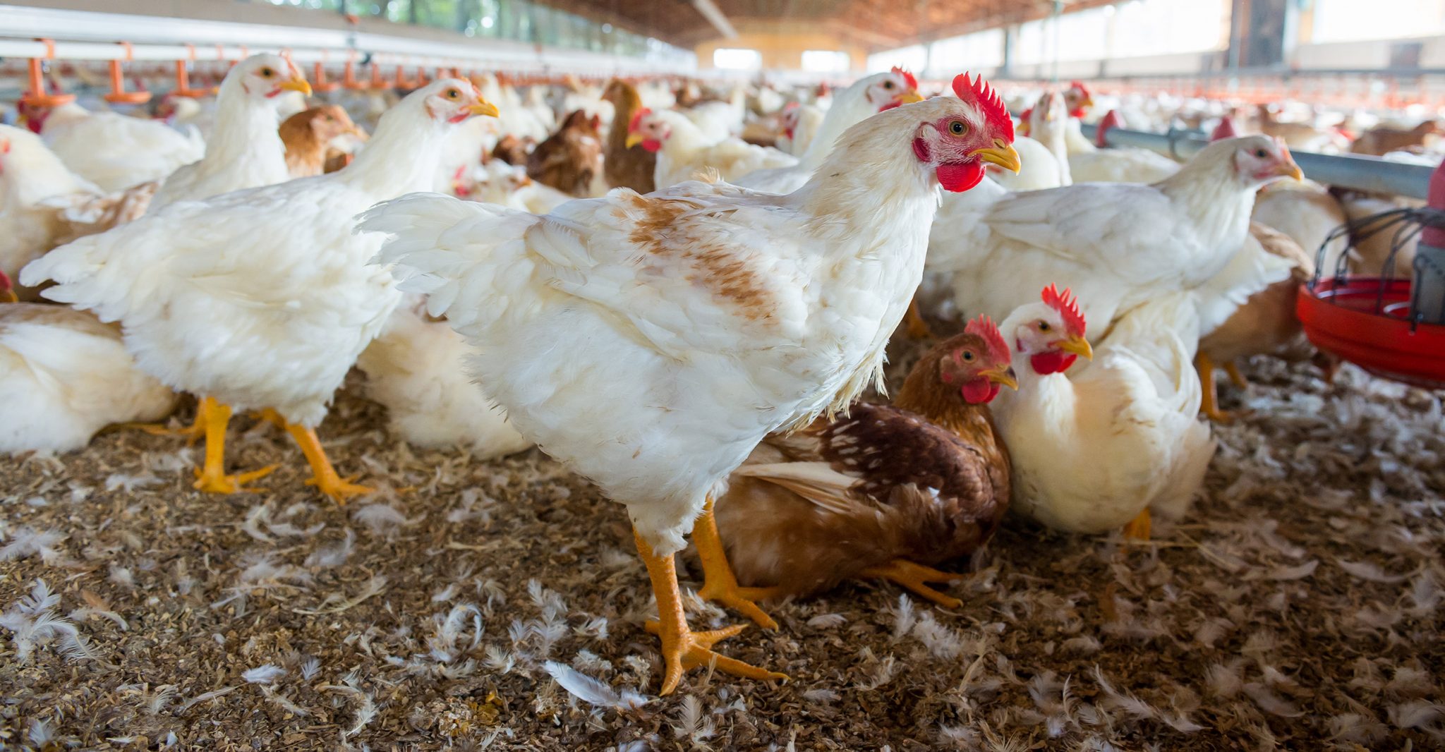 Our Work | Knobelsdorff Enterprises